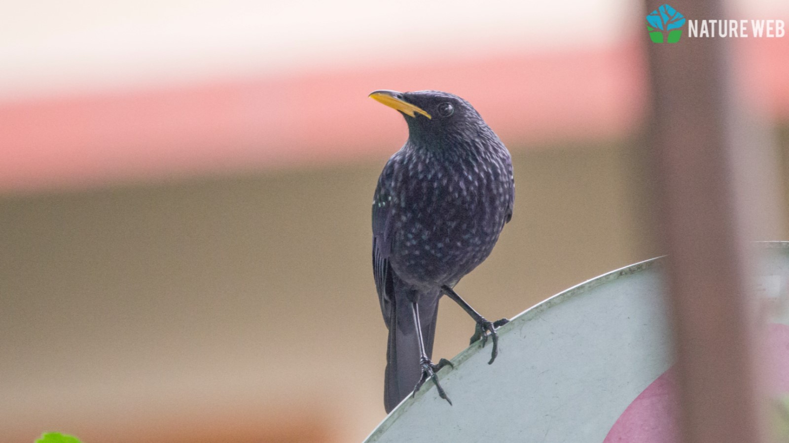 Blue Whistling Thrush