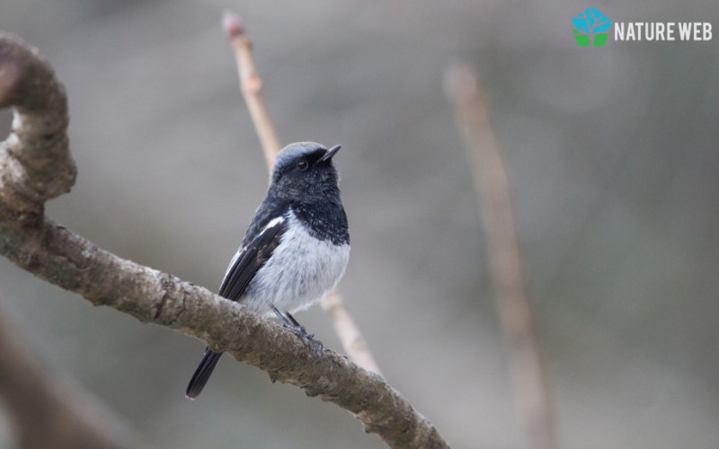 Blue-capped Redstart