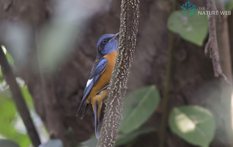 Blue-capped Rock Thrush