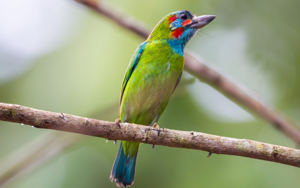 Malabar Barbet