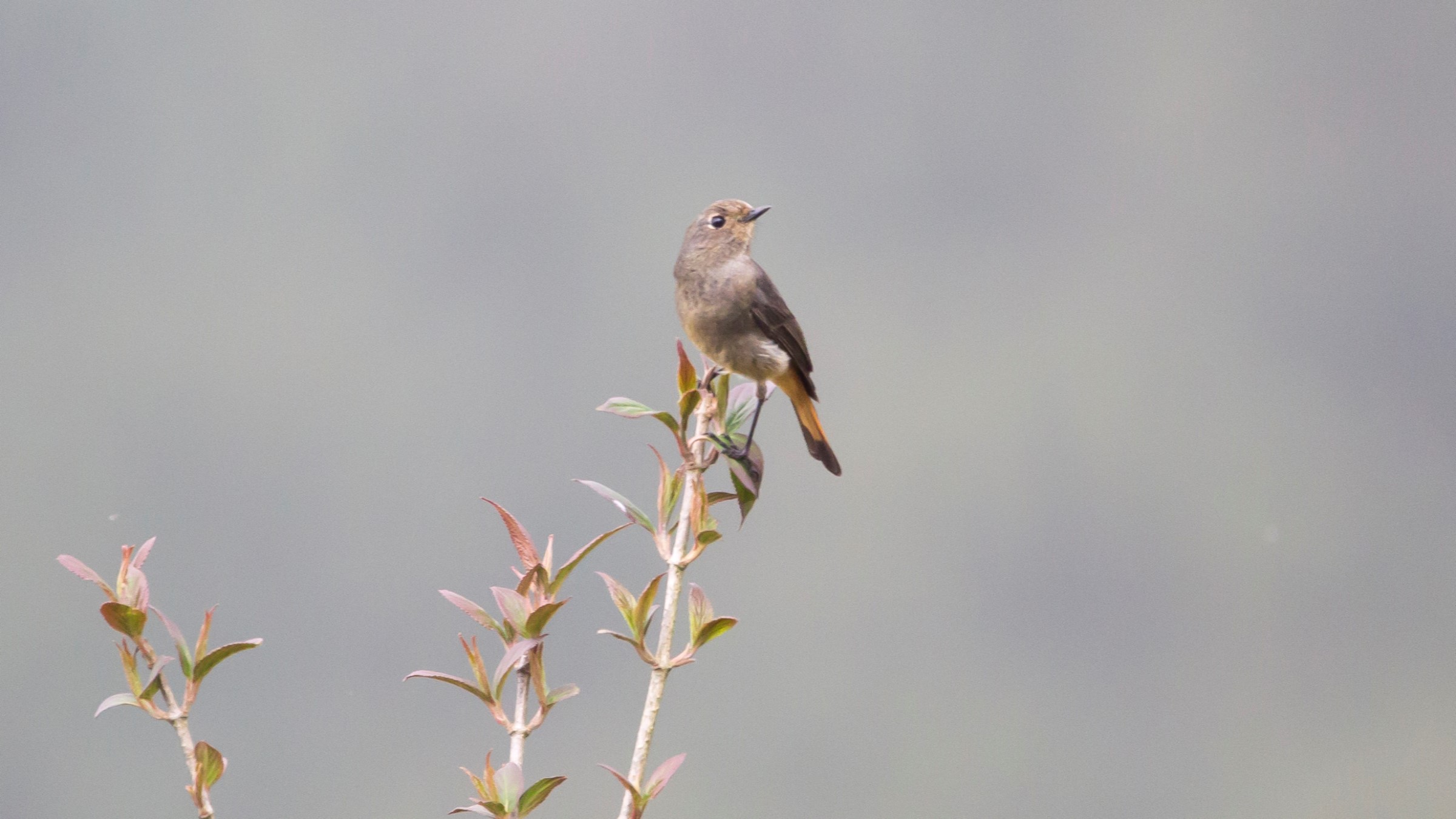 Blue-fronted Redstart