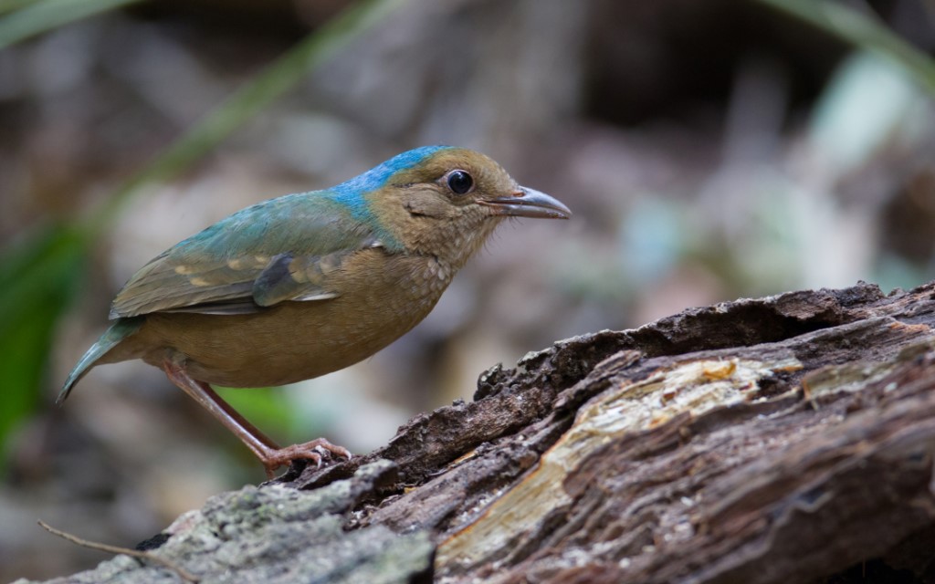 Blue-naped Pitta