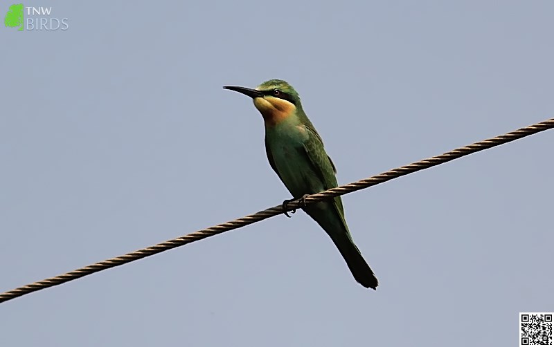 Blue-tailed Bee-eater