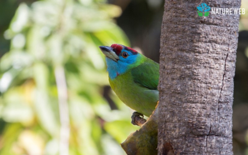 Malabar Barbet