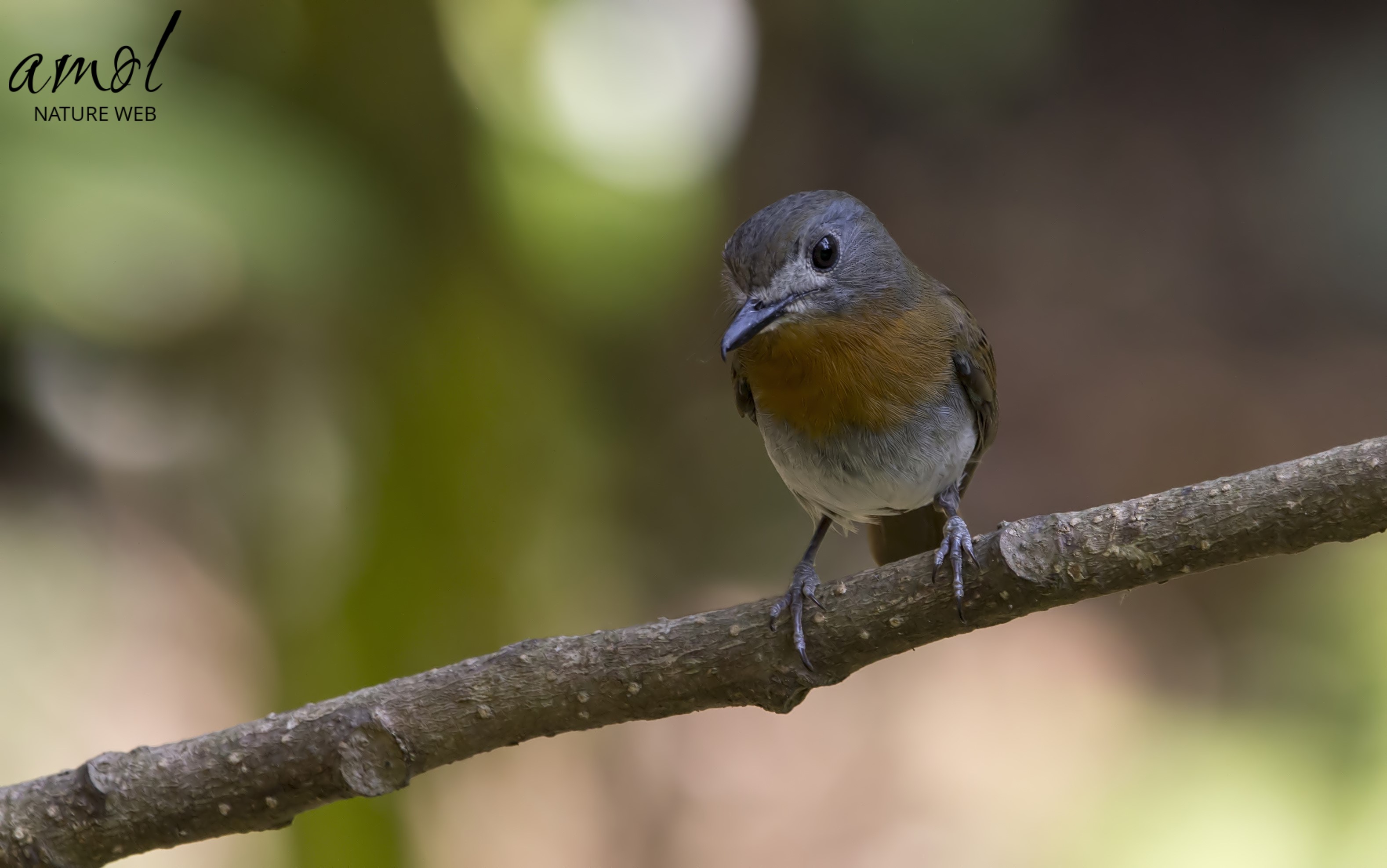 Blue-throated Flycatcher