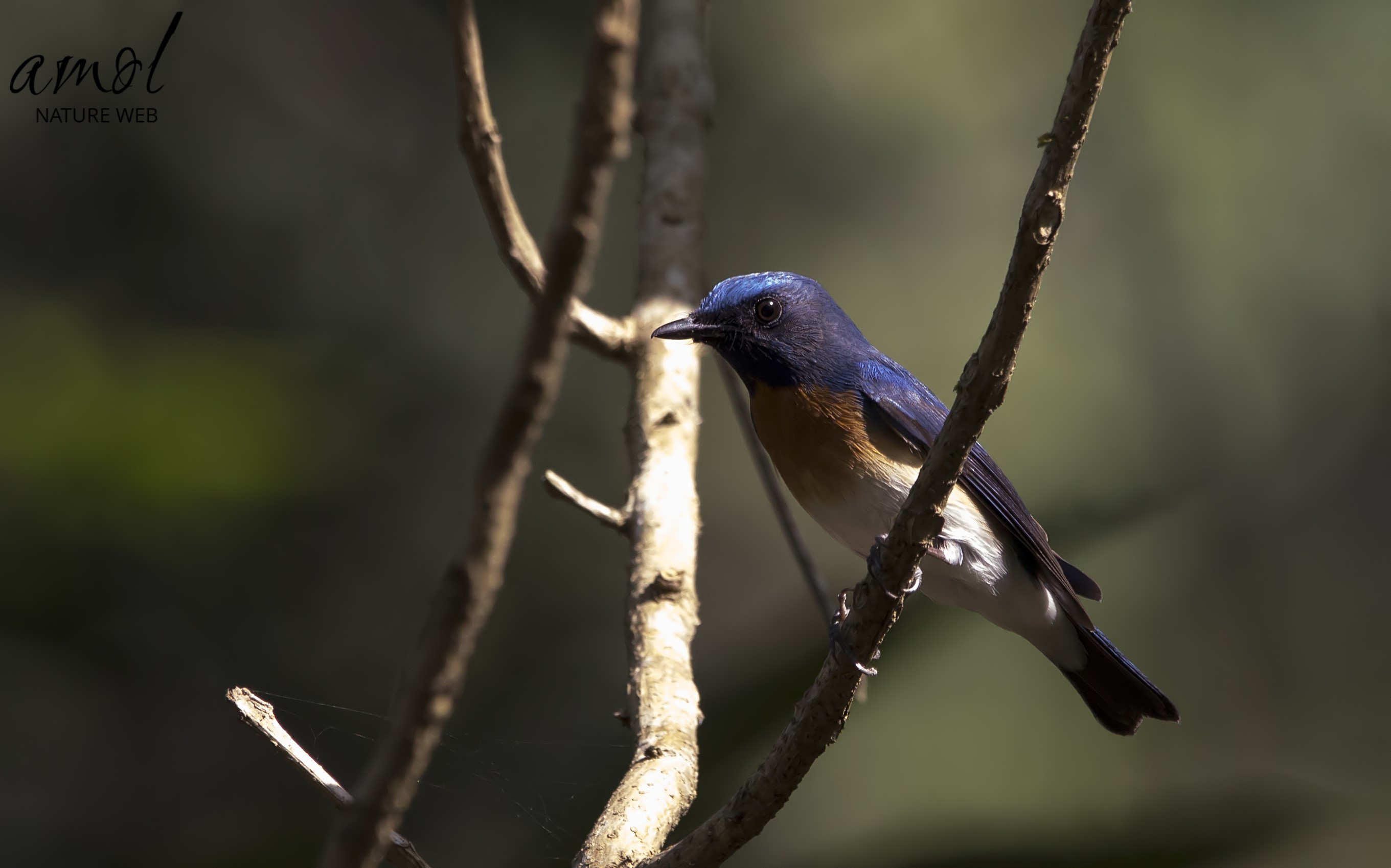 Blue-throated Flycatcher