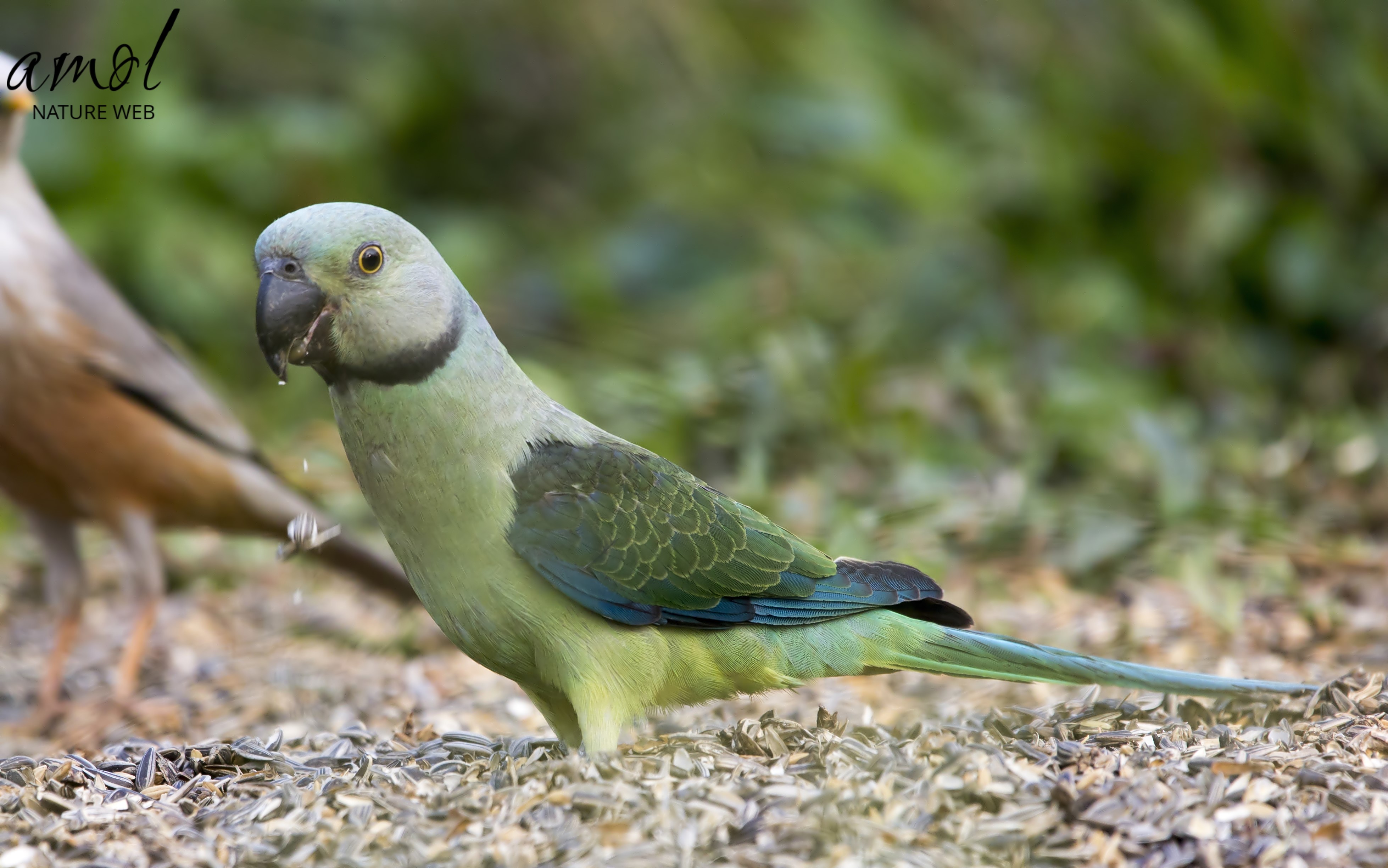 Blue-winged Parakeet