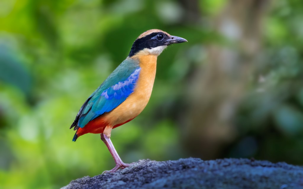 Hooded Pitta