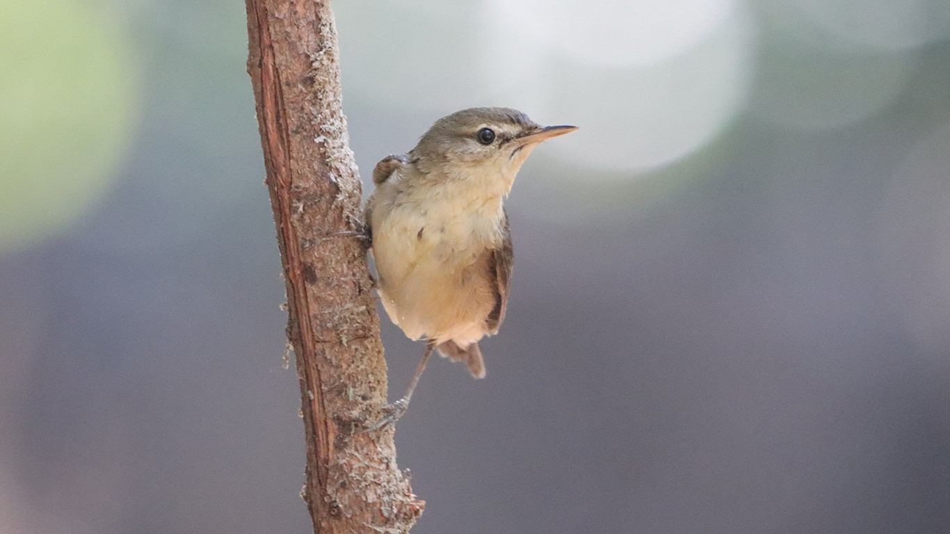 Large-billed Reed-warbler