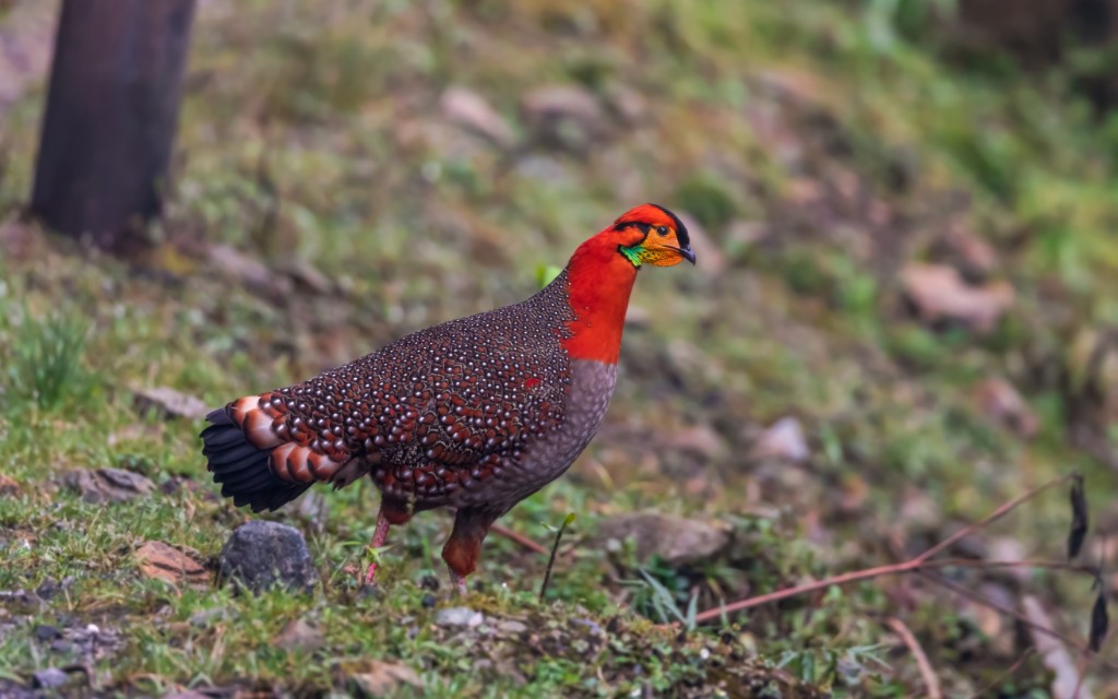 Birds of Indian Subcontinent - Blyth's Tragopan