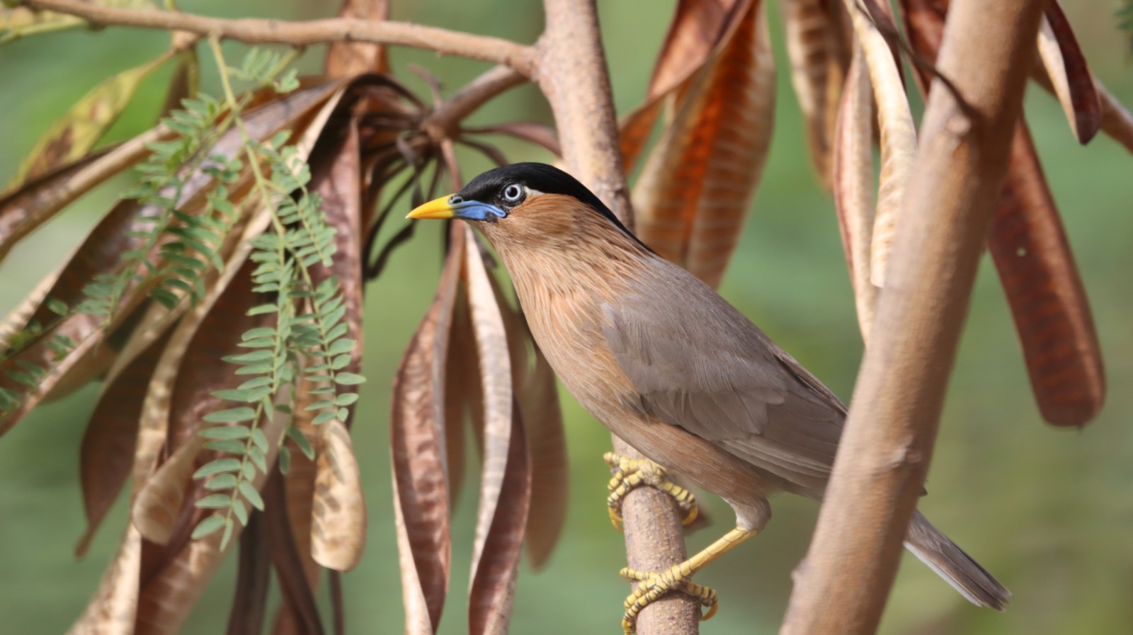 White-headed Starling
