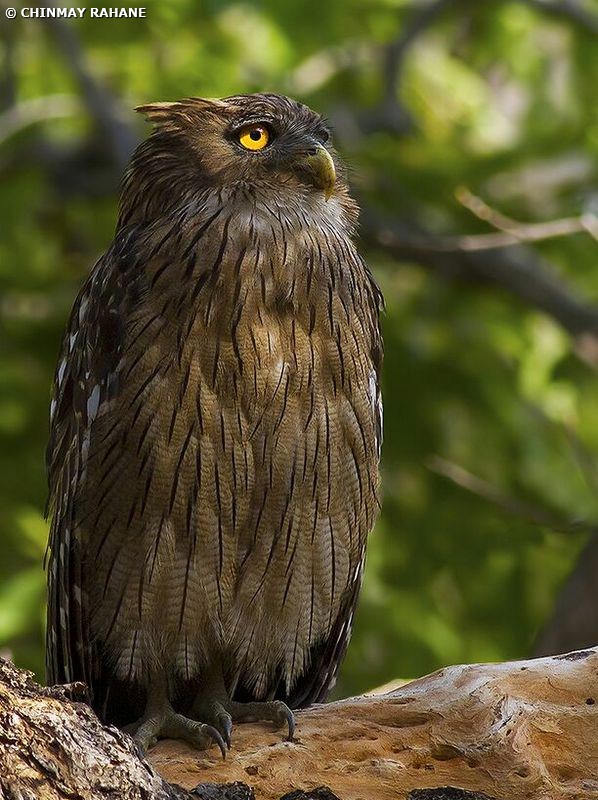 Brown Fish Owl