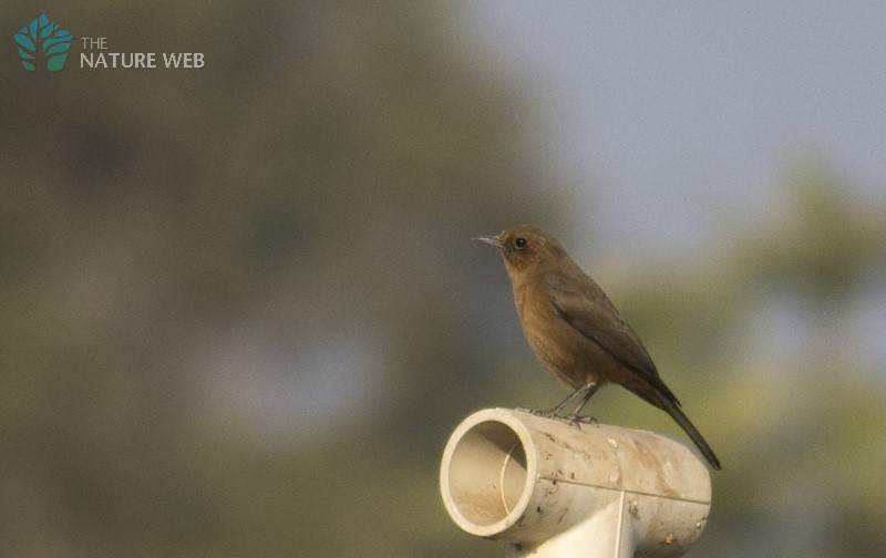 Birds of Indian Subcontinent - Brown Rock Chat