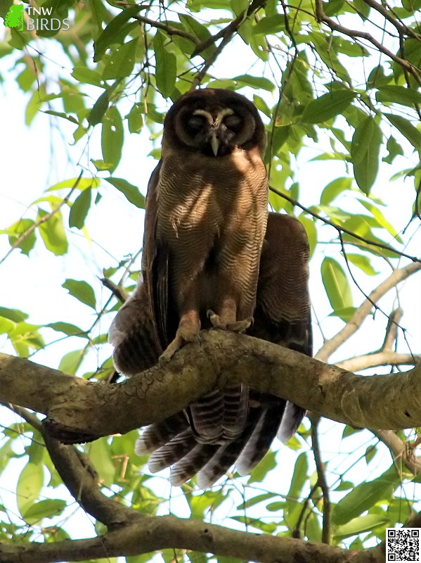 Brown Wood Owl
