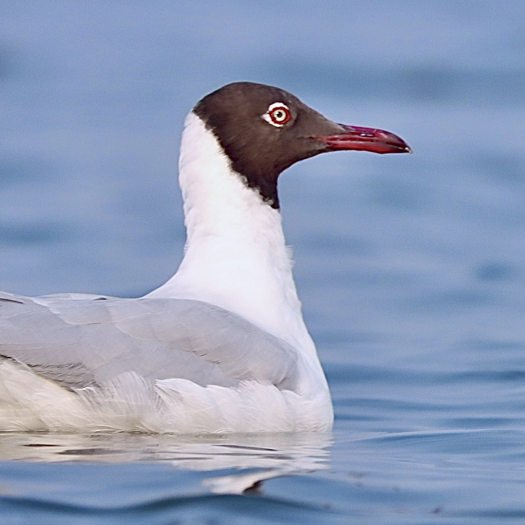 Brown-headed Gull