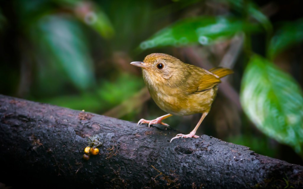 Birds of Indian Subcontinent - Buff-breasted Babbler