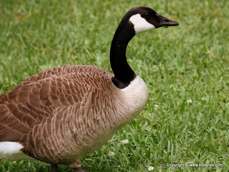Canada Goose
