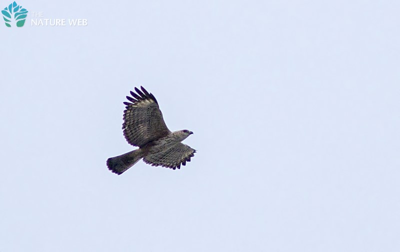 Changeable Hawk-eagle