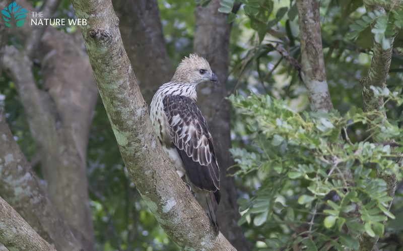 Changeable Hawk-eagle