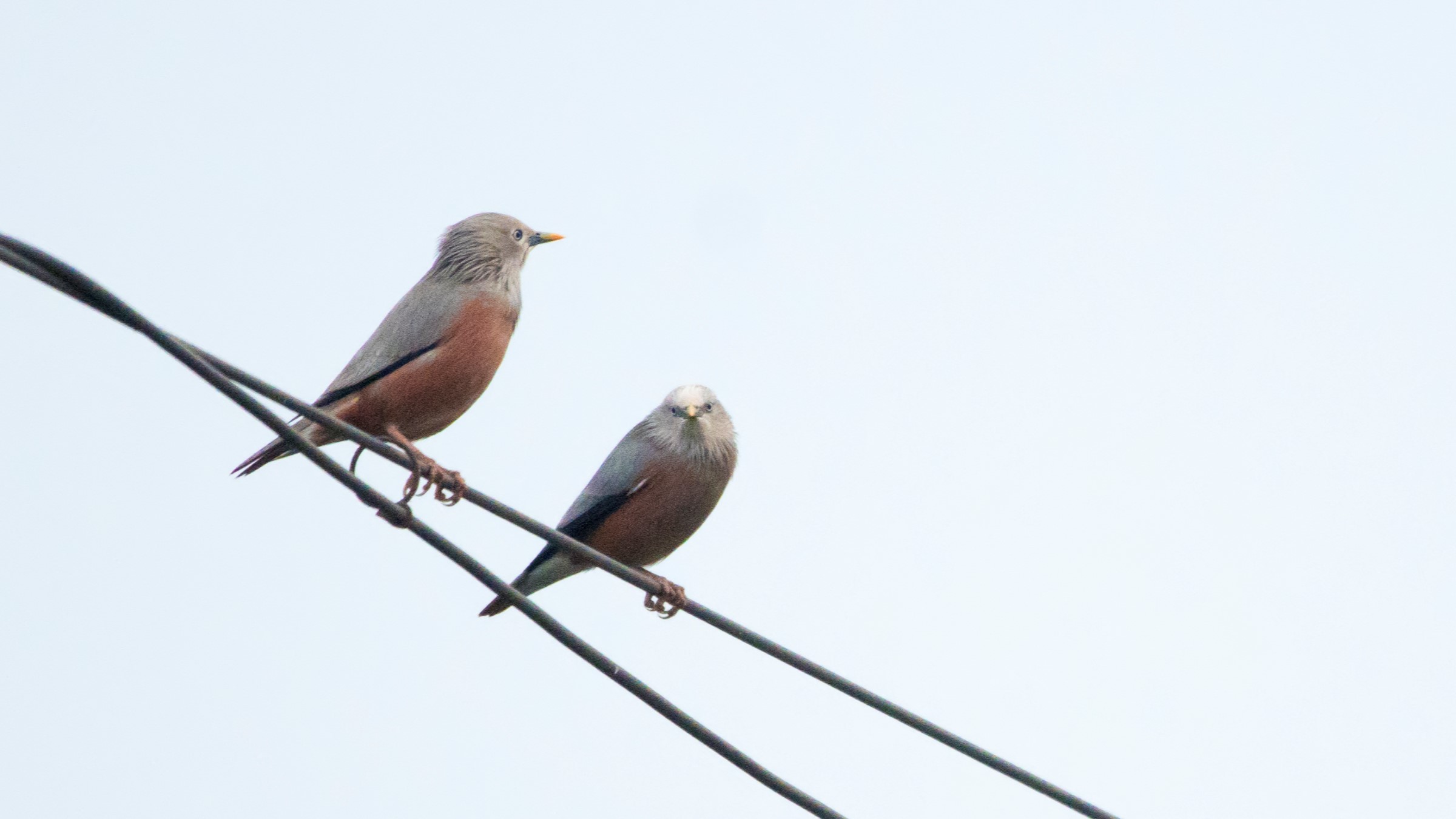 Chestnut-tailed Starling