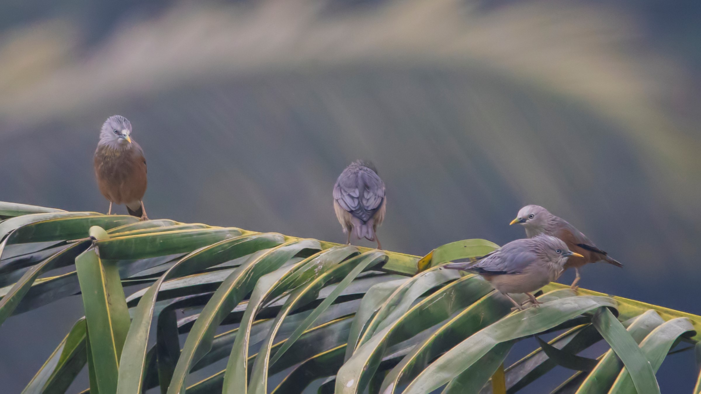 Chestnut-tailed Starling
