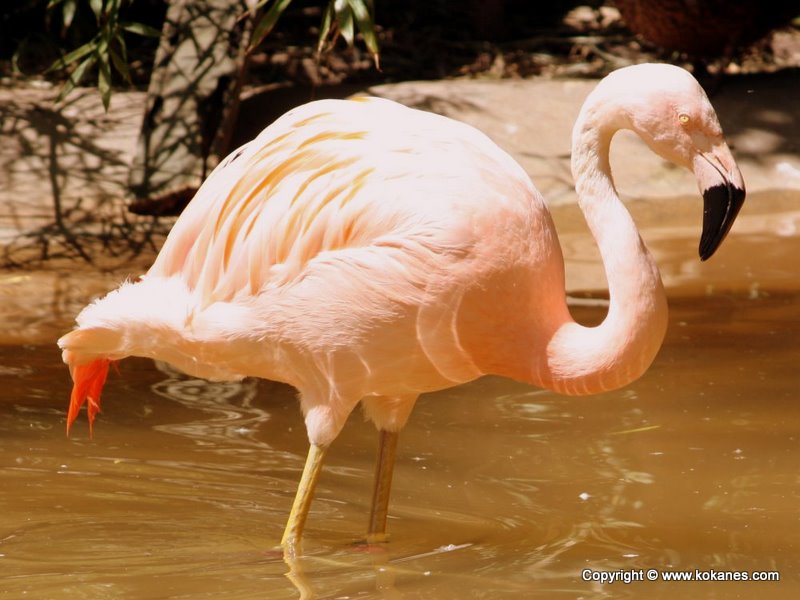 Chilean Flamingo