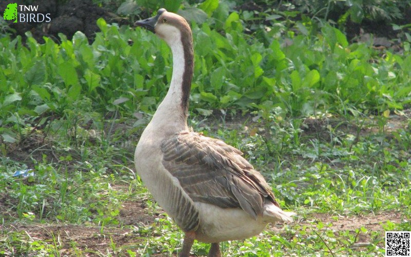 Chinese Goose