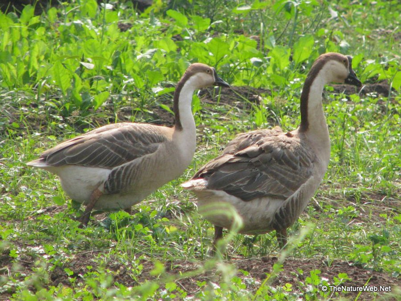 Chinese Goose