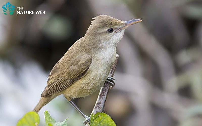 Clamorous Reed Warbler