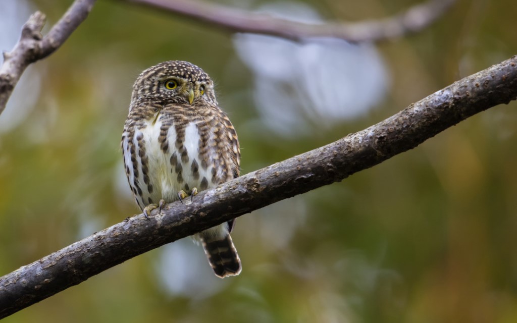 Spot-bellied Eagle-owl