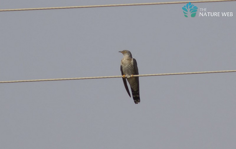 Birds of Indian Subcontinent - Common Cuckoo