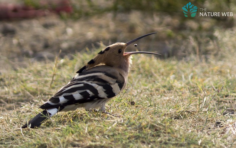 Common Hoopoe