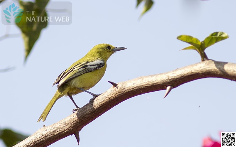 Common Iora