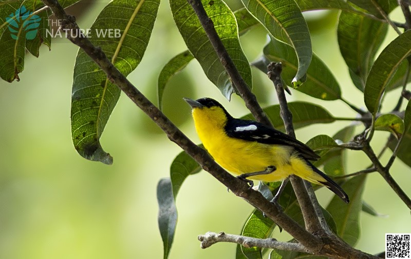 Common Iora