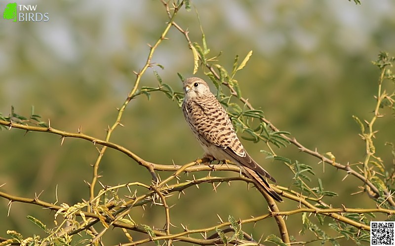 Common Kestrel