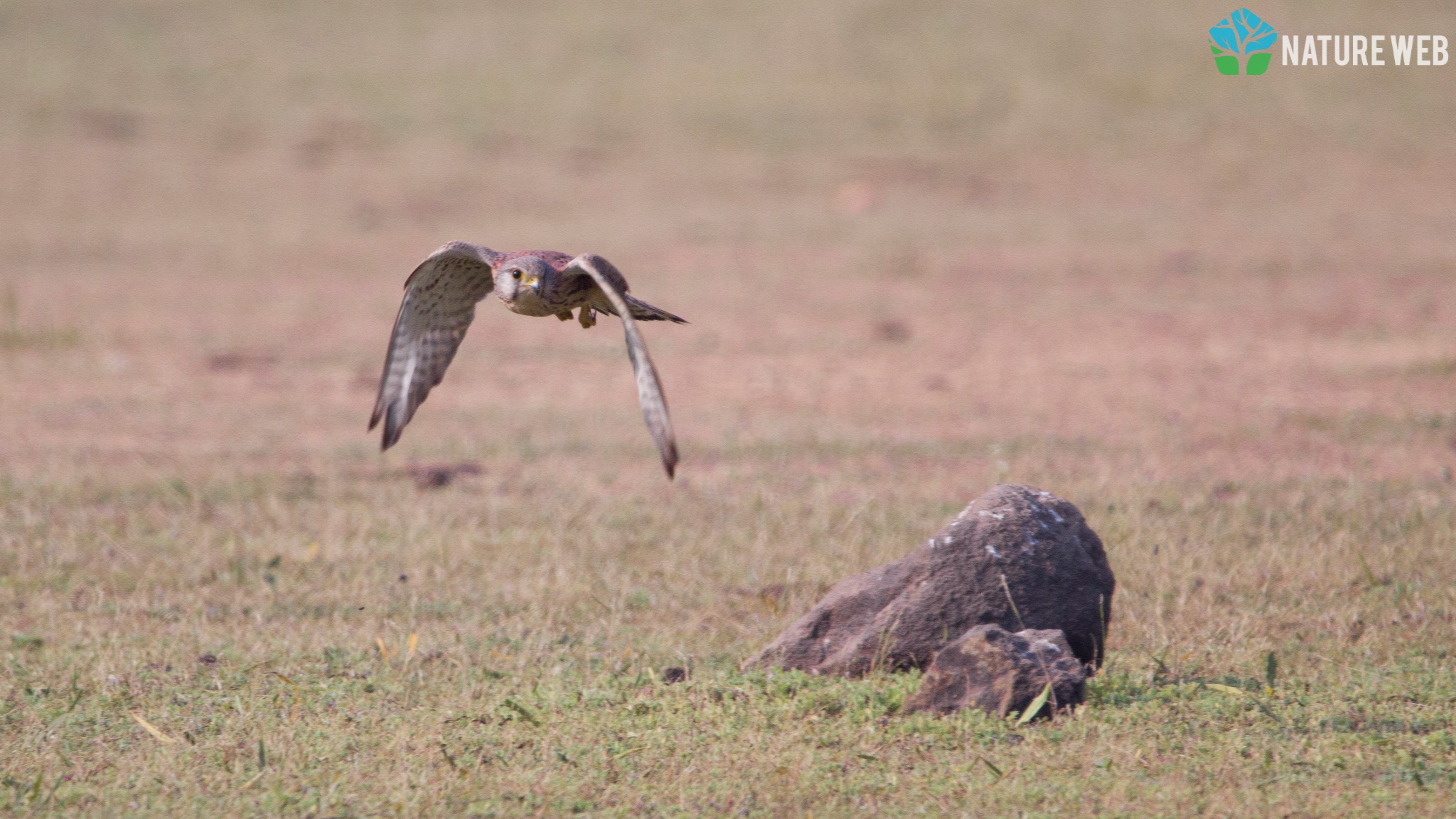 Birds of Indian Subcontinent - Common Kestrel