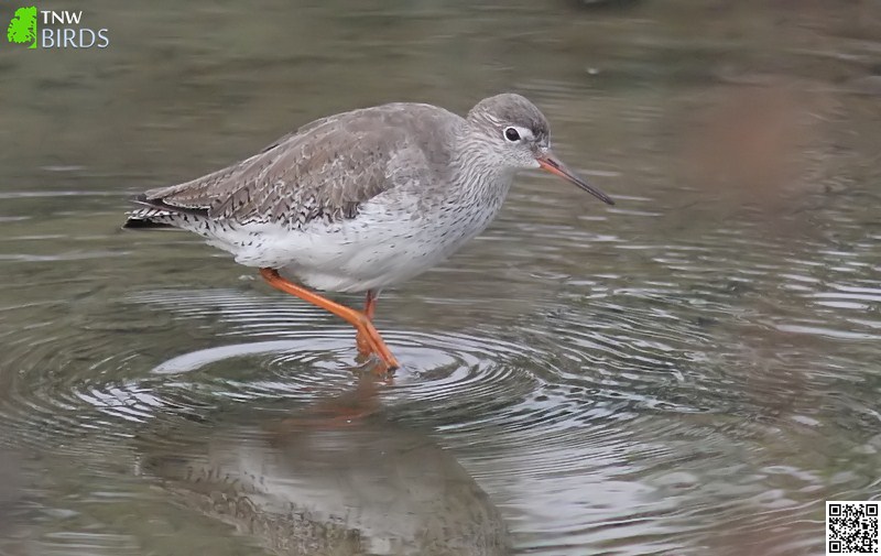 Common Redshank