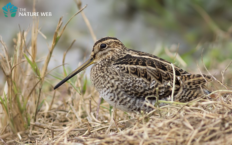 Common Snipe