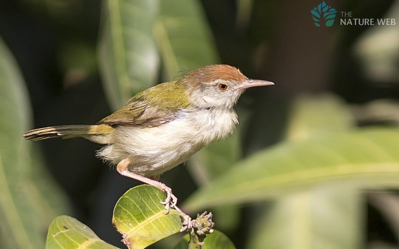 Common Tailorbird
