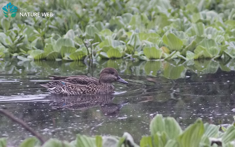 Common Teal