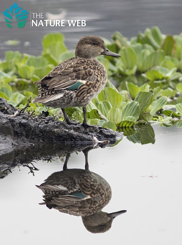 Common Teal