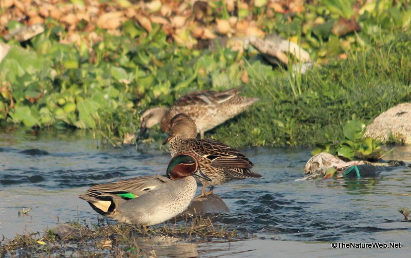 Common Teal