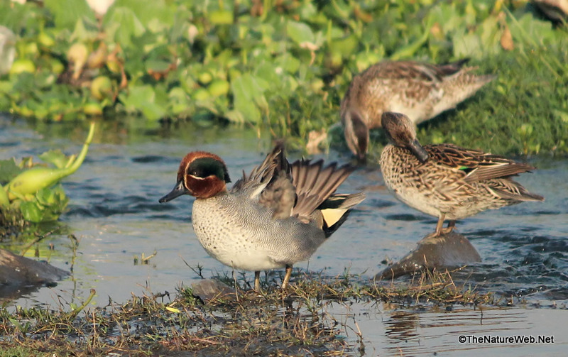 Common Teal