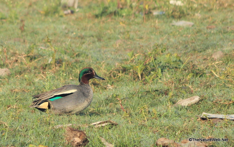 Common Teal