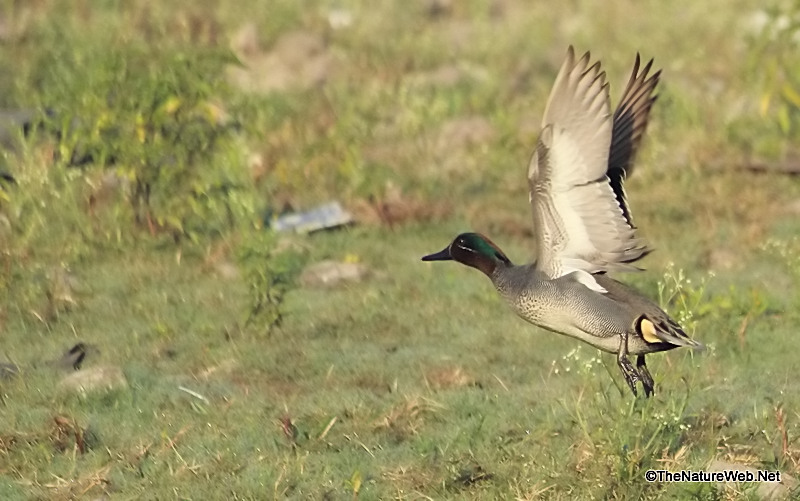 Common Teal
