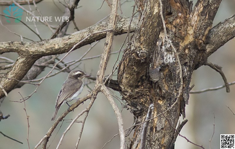 Common Woodshrike