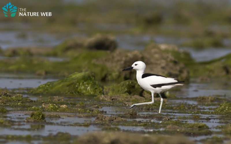 Crab Plover