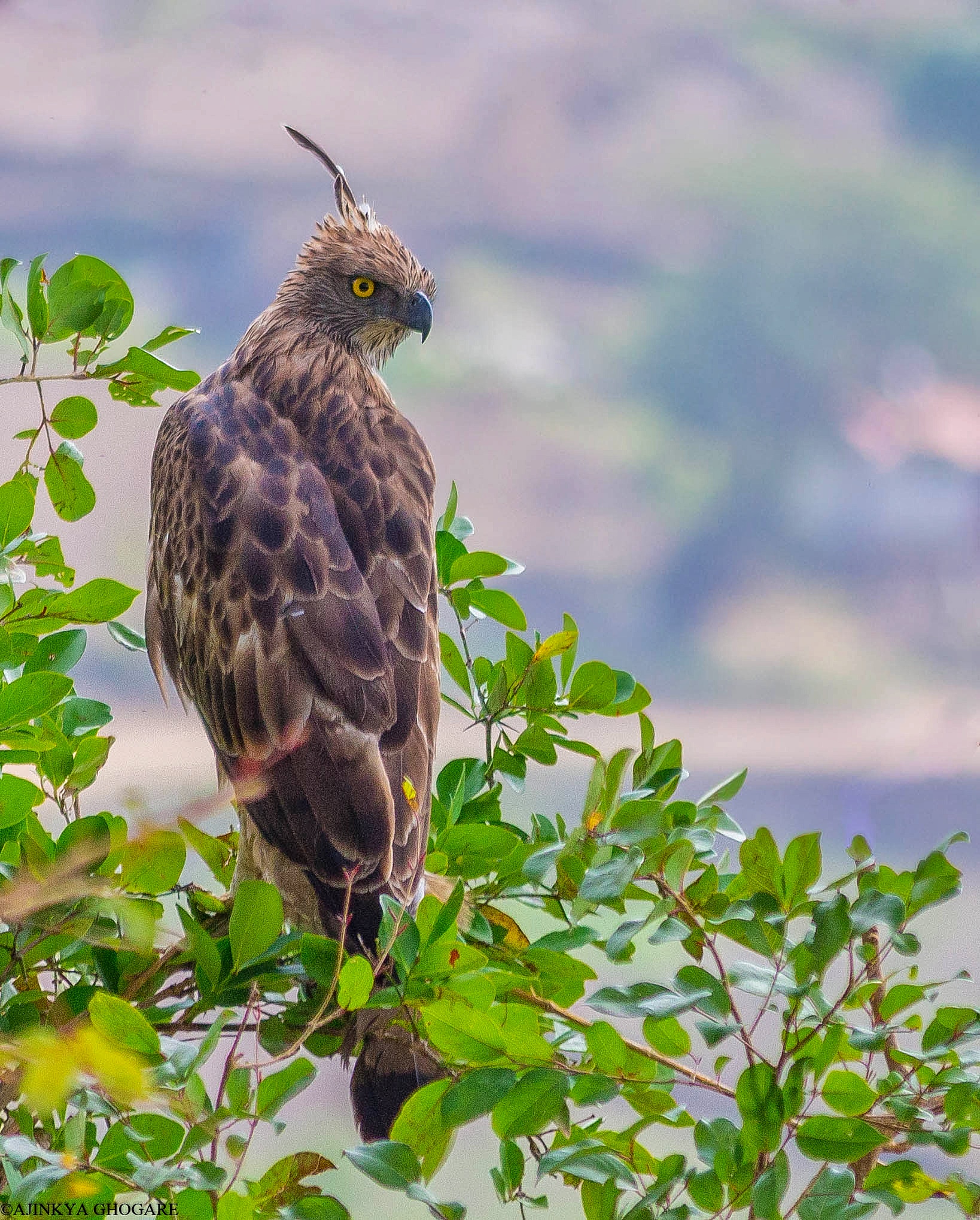 Crested Hawk-Eagle