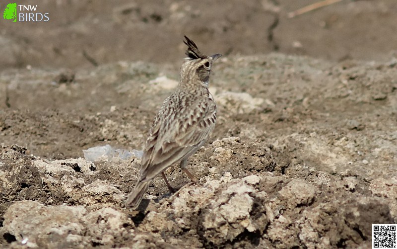 Crested Lark