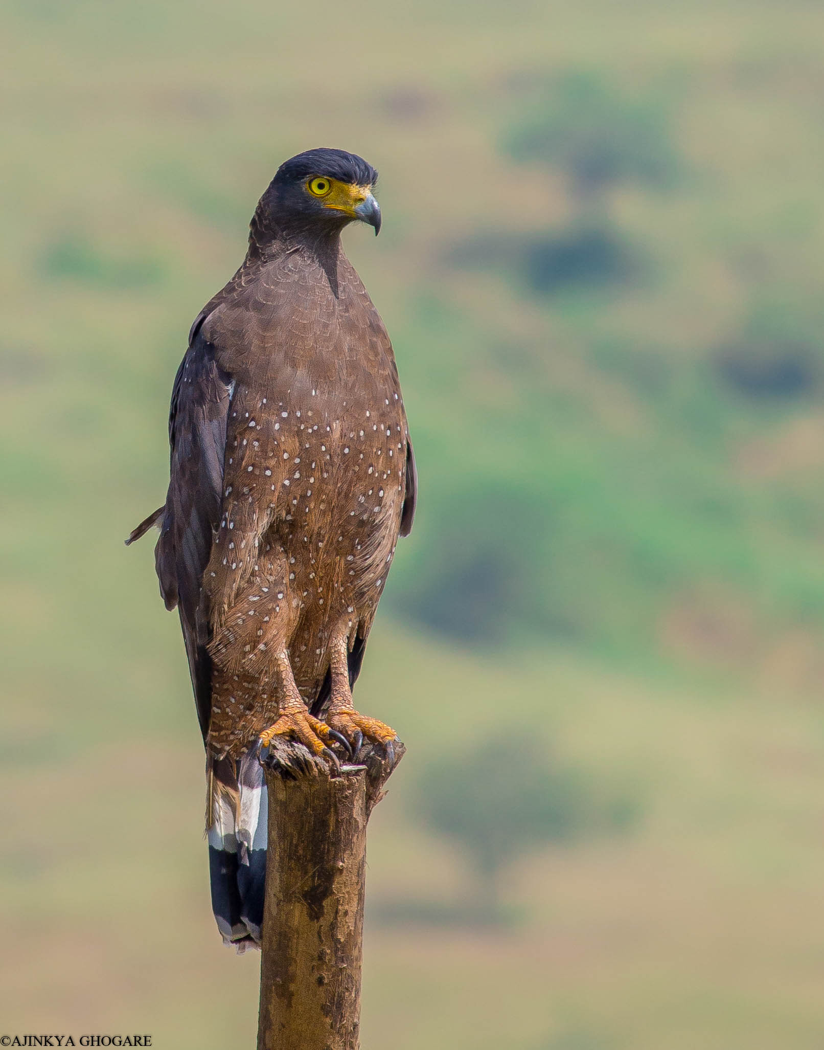 Birds of Indian Subcontinent - Crested Serpent Eagle
